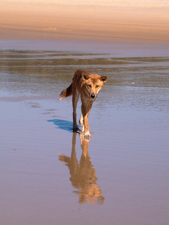 Dingo Reflections on Kgari Island – Riptide Prints
