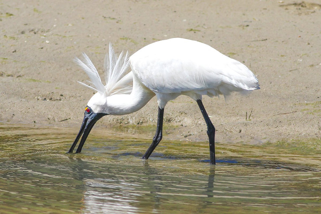 Royal Spoonbill with Nuchal Plume, Coorong, South Australia – Riptide ...