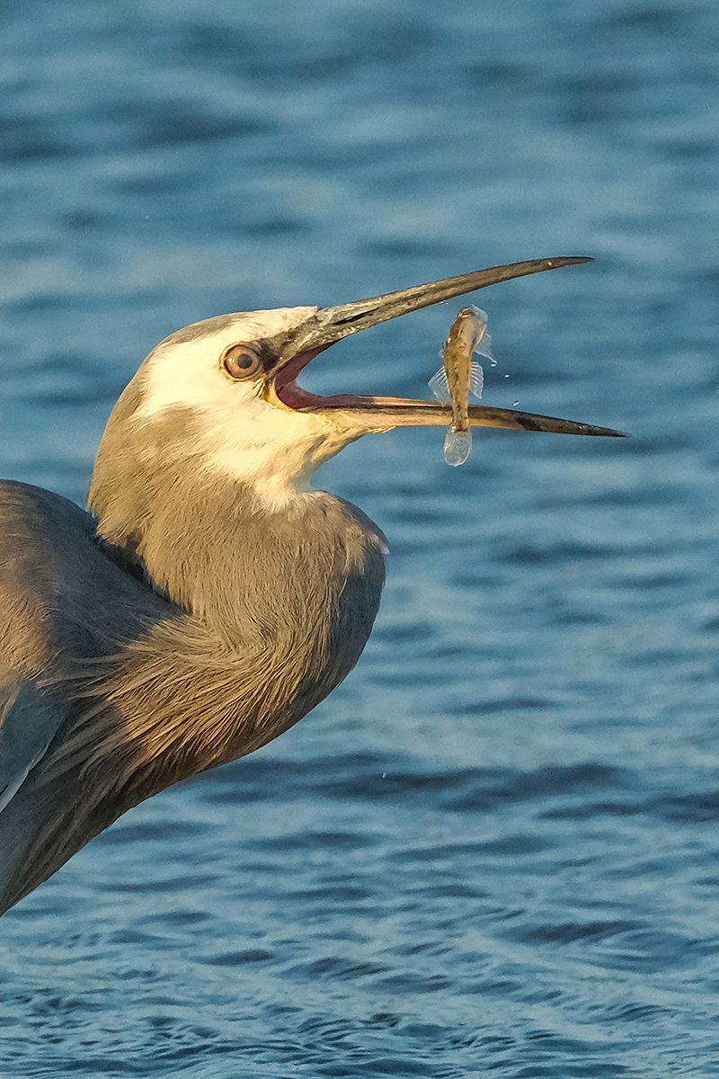 White Faced Heron Catching Fish, Coorong National Park, Australia ...