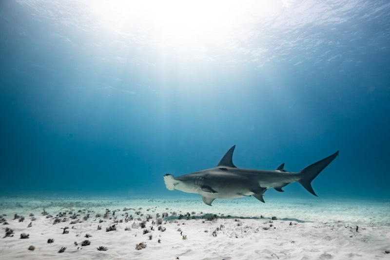 Hammerhead in the Sun – Riptide Prints